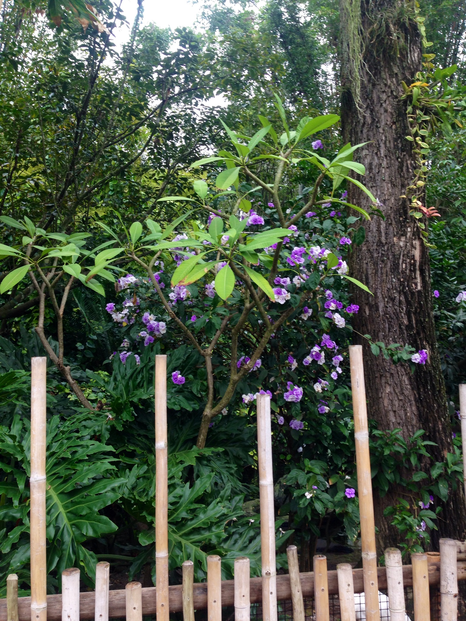 Arboriculture Archives - Adrian Tree Service, Arborist and Landscaping ...